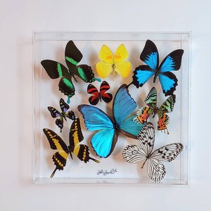 Butterfly Display, Framed Butterflies, Mounted Butterflies, Butterfly ...