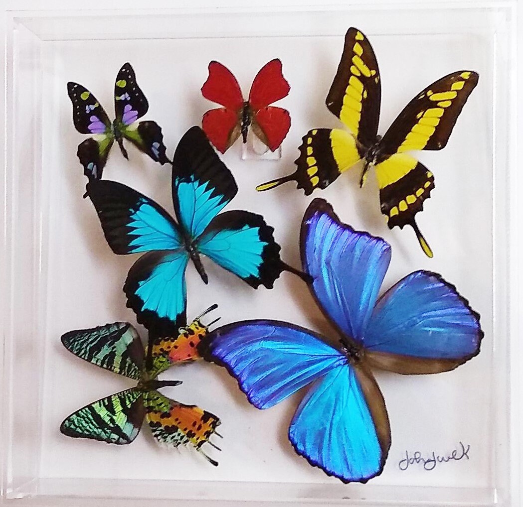 Butterfly Display Framed Butterflies Mounted Butterflies | Etsy