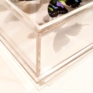 Butterfly Display, Framed Butterflies, Mounted Butterflies, Butterfly ...