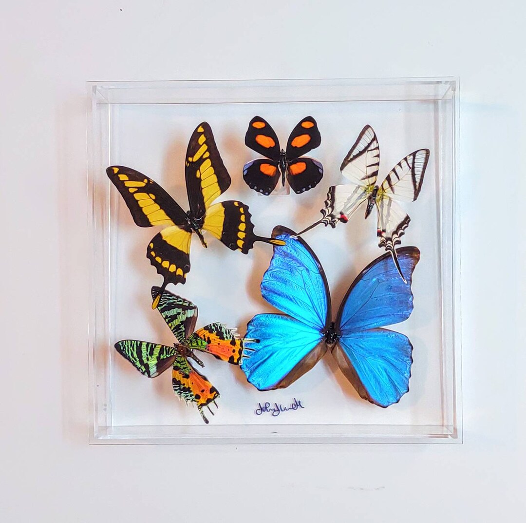Butterfly Display, Framed Butterflies, Mounted Butterflies, Butterfly ...