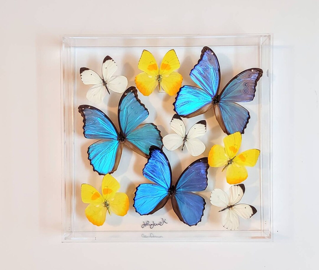 Butterfly Display, Framed Butterflies, Mounted Butterflies, Butterfly ...