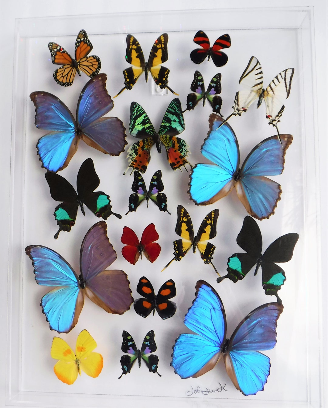 Butterfly Display Framed Butterflies Mounted Butterflies - Etsy