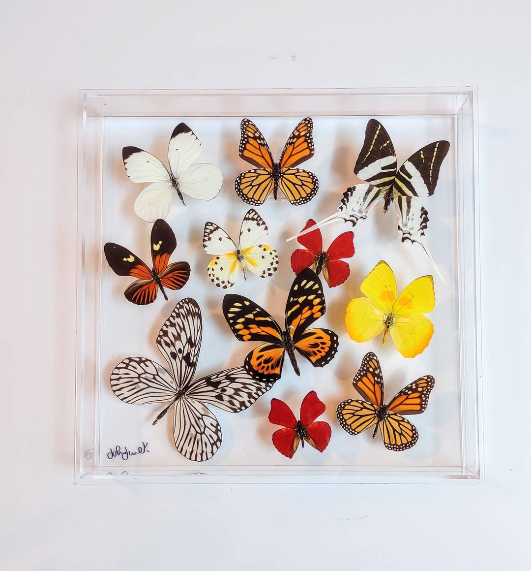 Butterfly Display, Framed Butterflies, Mounted Butterflies, Butterfly ...