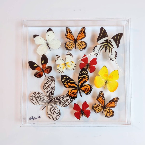 Preserved Butterfly Cases - Etsy