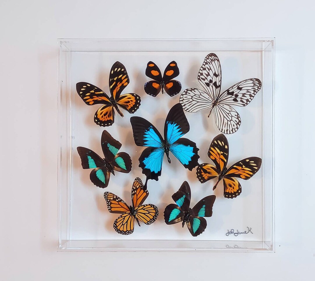 Butterfly Display, Framed Butterflies, Mounted Butterflies, Butterfly ...