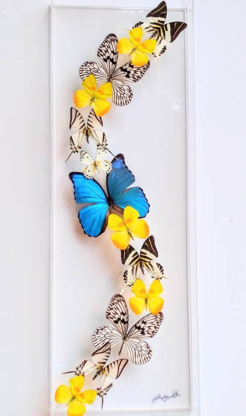 Framed Butterfly, Mounted Butterflies, Butterflies, Butterfly Art ...