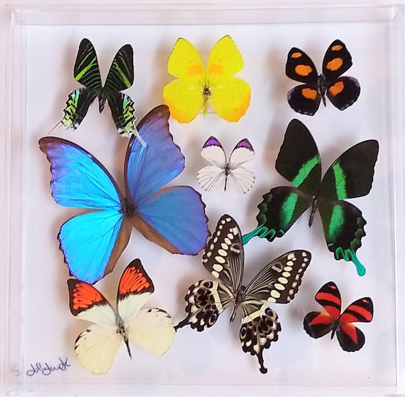 Butterfly Display Framed Butterflies Mounted Butterflies - Etsy