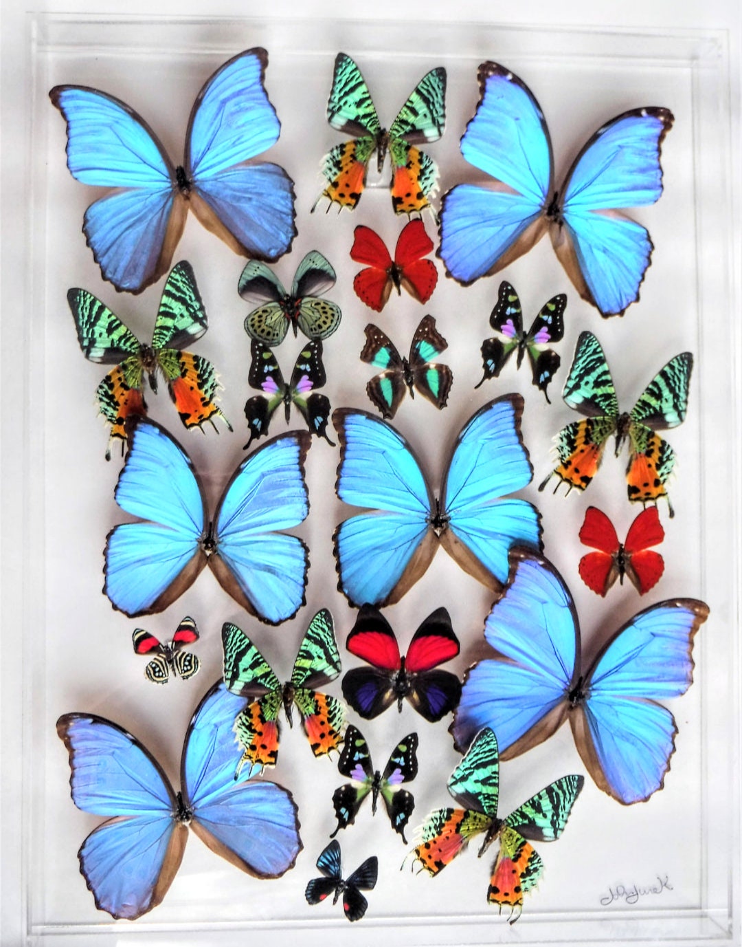 Butterfly Display, Framed Butterflies, Mounted Butterflies, Butterfly ...