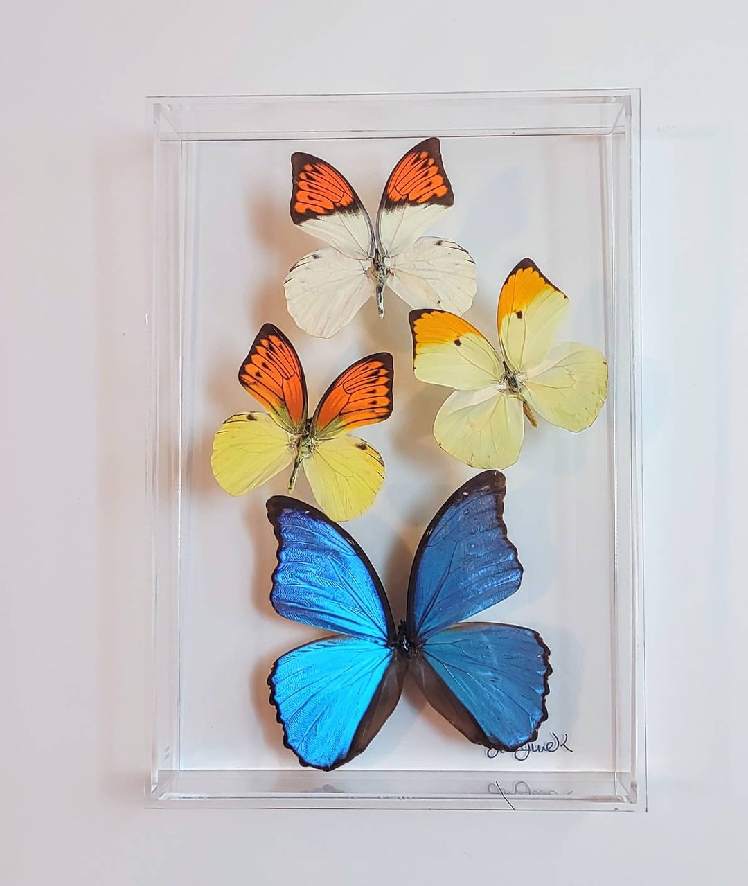 Butterfly Display, Framed Butterflies, Mounted Butterflies, Butterfly ...