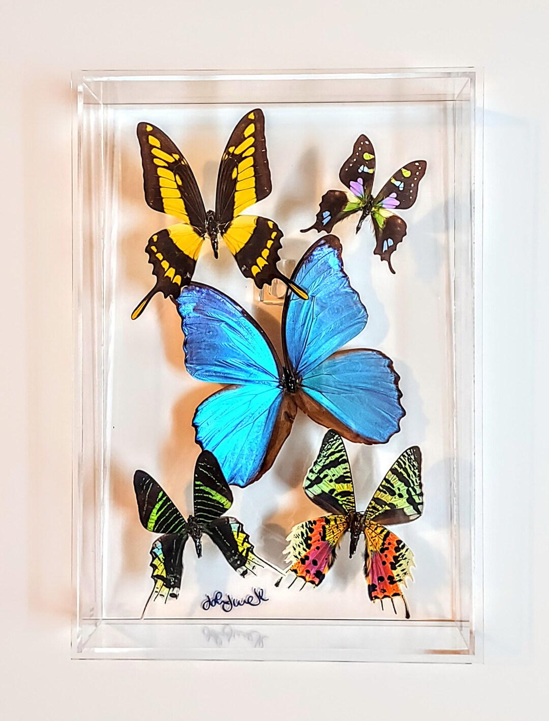 Preserved Butterflies, Butterfly Displays,butterfly Display, Framed ...