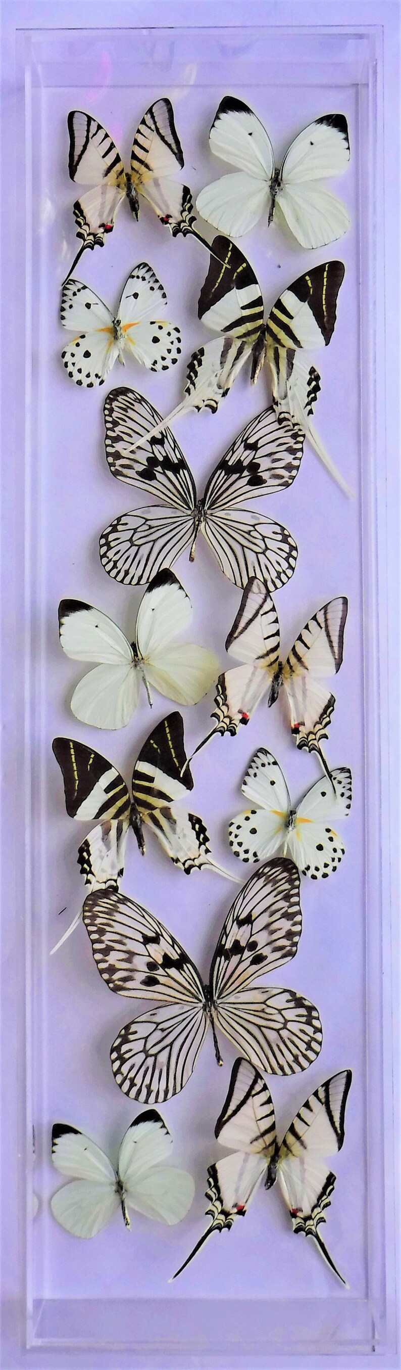 Butterfly display framed butterflies mounted butterflies | Etsy