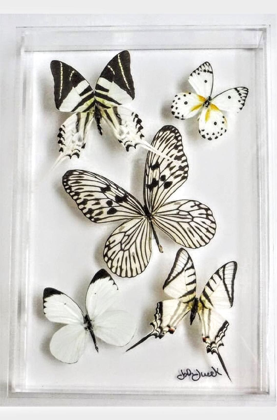 Butterfly Displays, Mounted Butterflies, Framed Butterflies , Butterfly ...