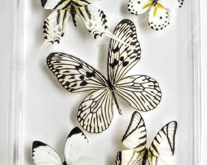 Butterfly Displays, Mounted Butterflies, Framed Butterflies , Butterfly ...