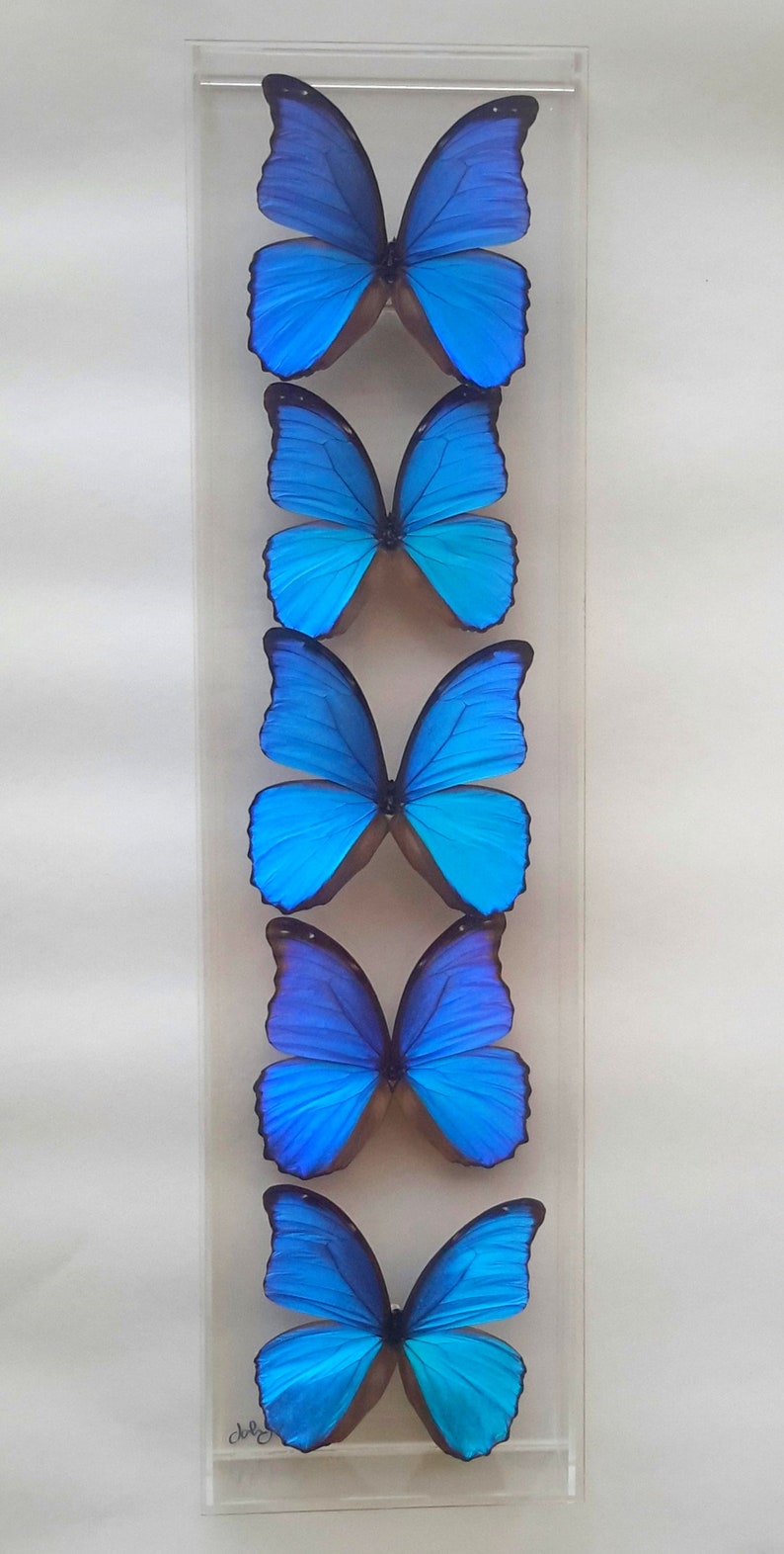 Butterfly Display Framed Butterflies Mounted Butterflies - Etsy