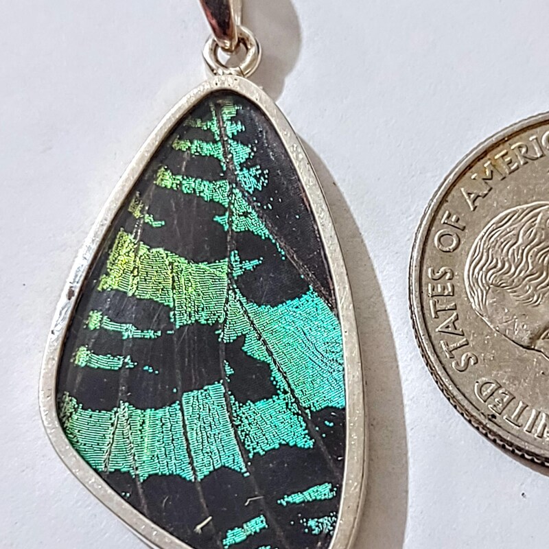 Real Butterfly Wing - Etsy