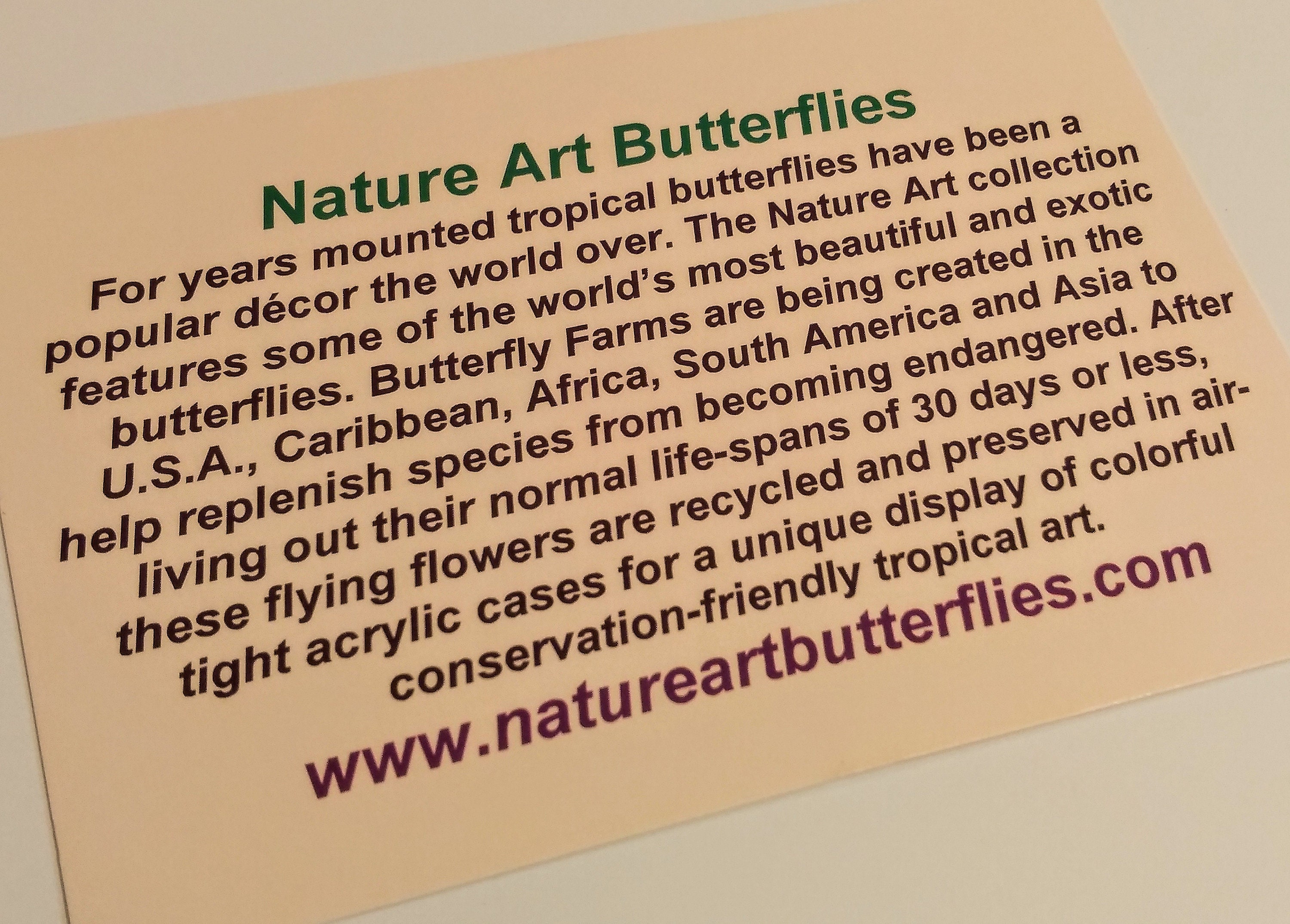 Butterfly Display, Framed Butterflies, Mounted Butterflies, Butterfly ...