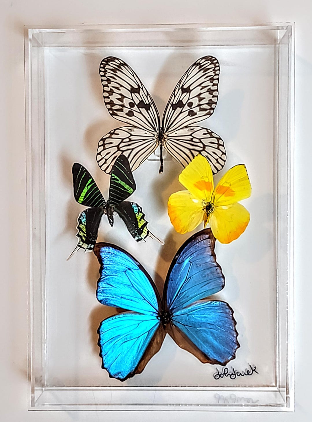 NEW 8x12" Butterfly Display, Framed Butterflies, Mounted Butterflies ...