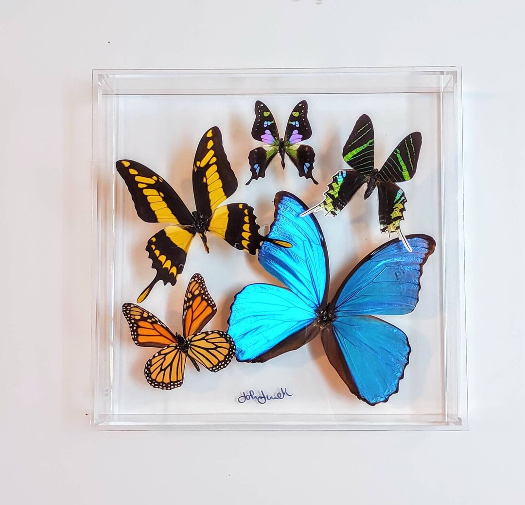 Butterfly Display, Framed Butterflies, Mounted Butterflies, Butterfly ...