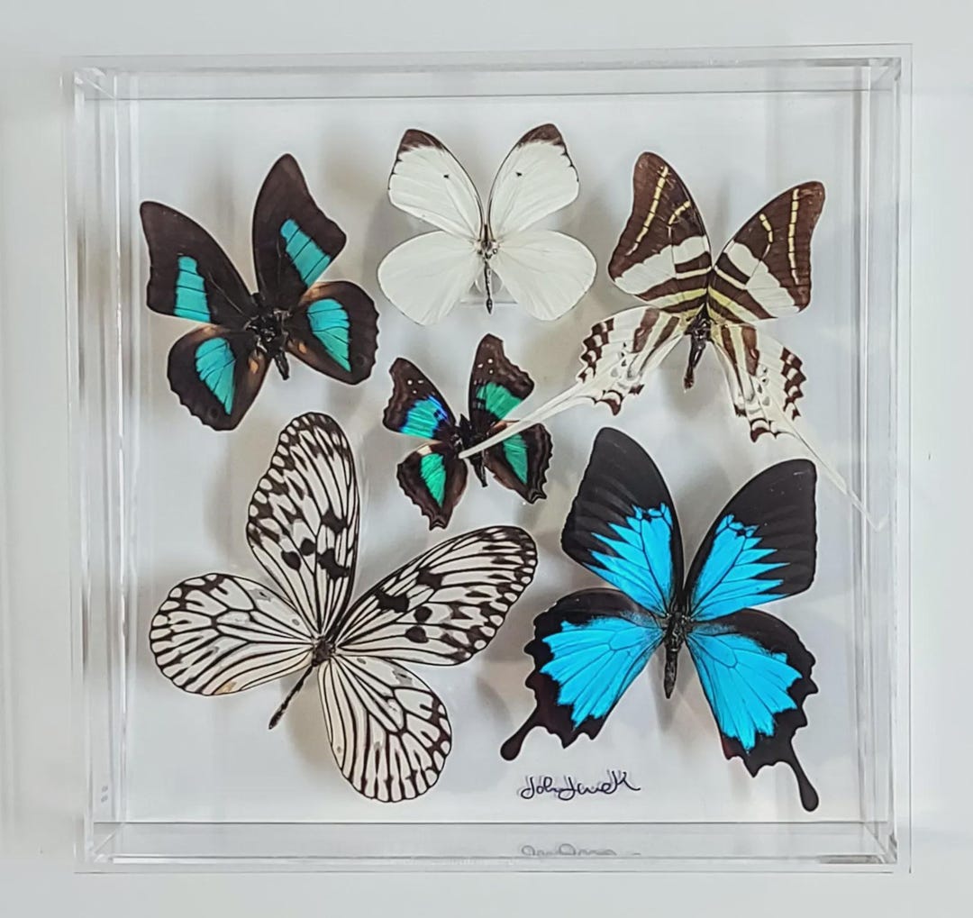 Butterfly Display, Framed Butterflies, Mounted Butterflies, Butterfly ...