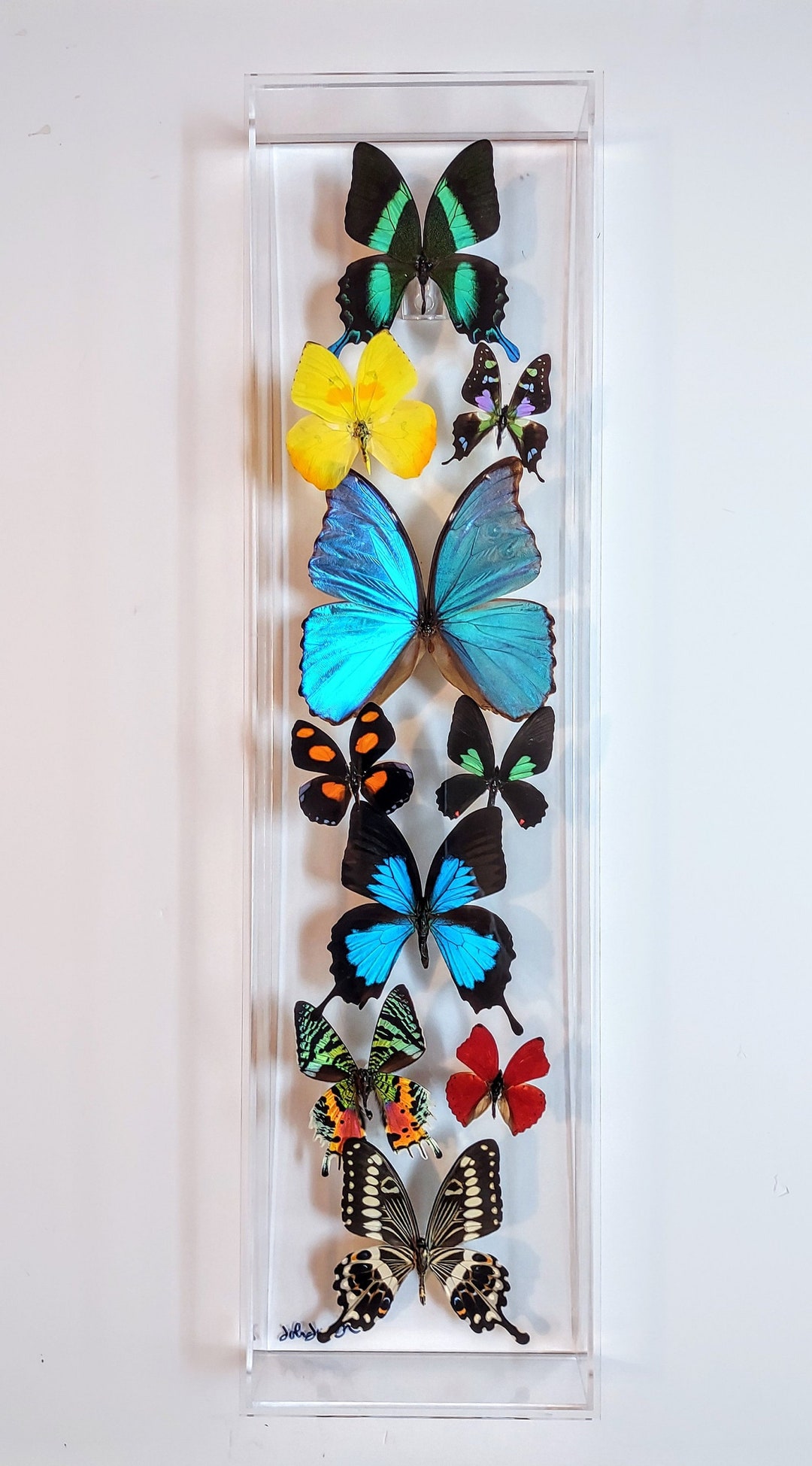 Butterfly Display, Framed Butterflies, Mounted Butterflies, Butterfly ...