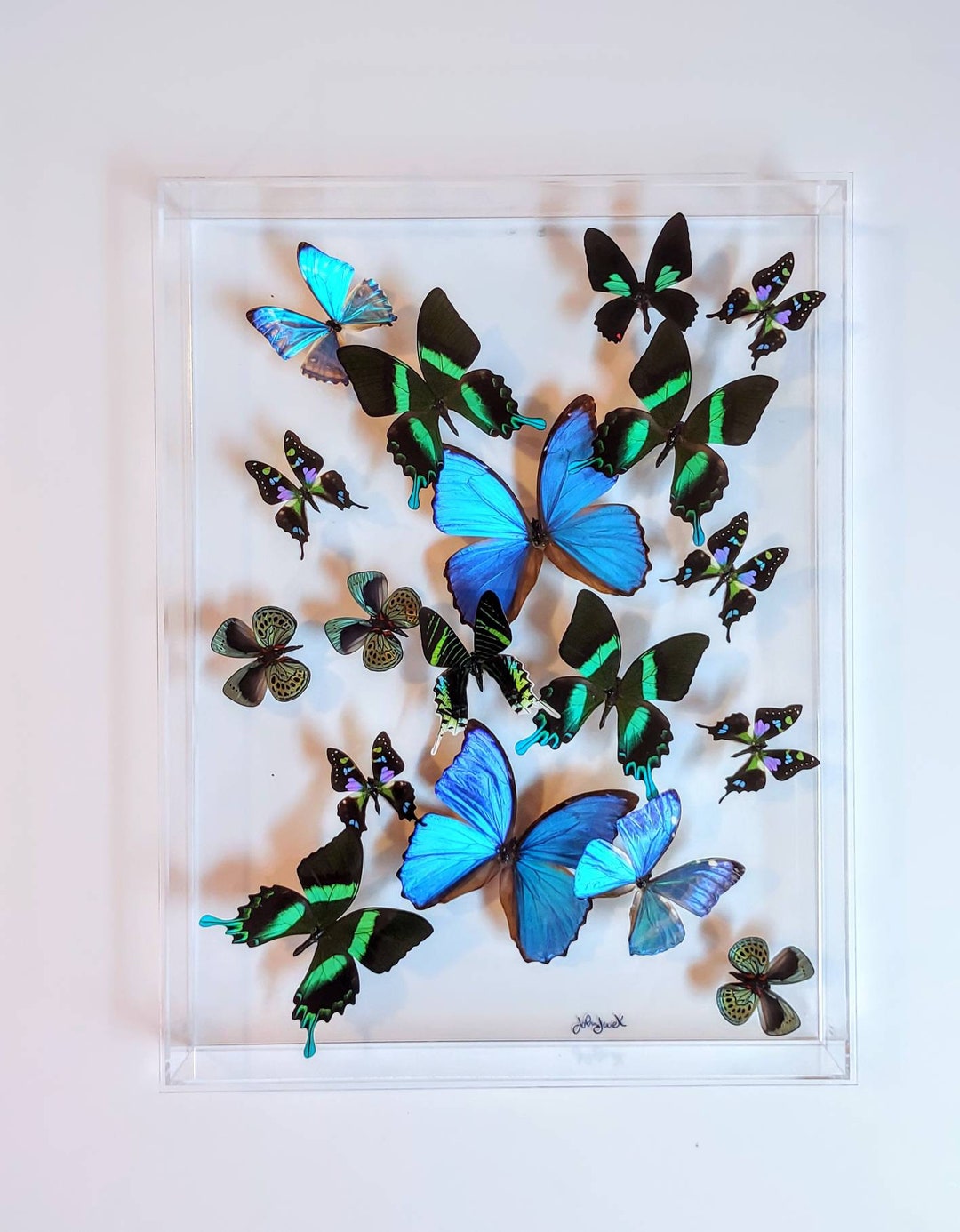 Framed Butterflies, Butterfly Displays, Mounted Butterflies, Butterfly ...