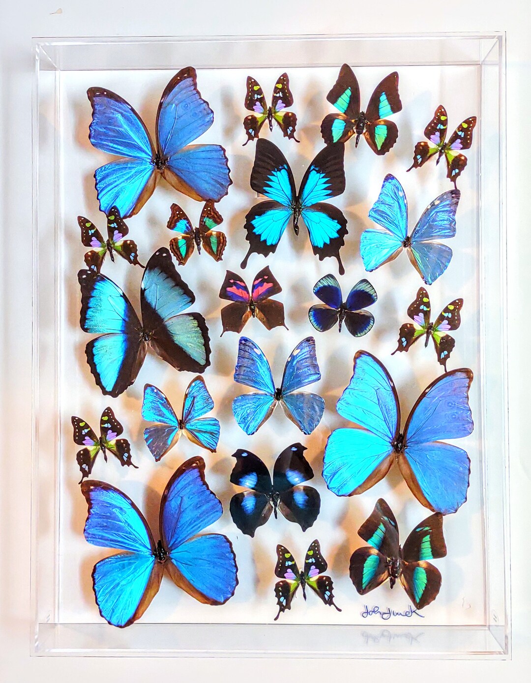 Butterfly Display, Framed Butterflies, Mounted Butterflies, Butterfly ...