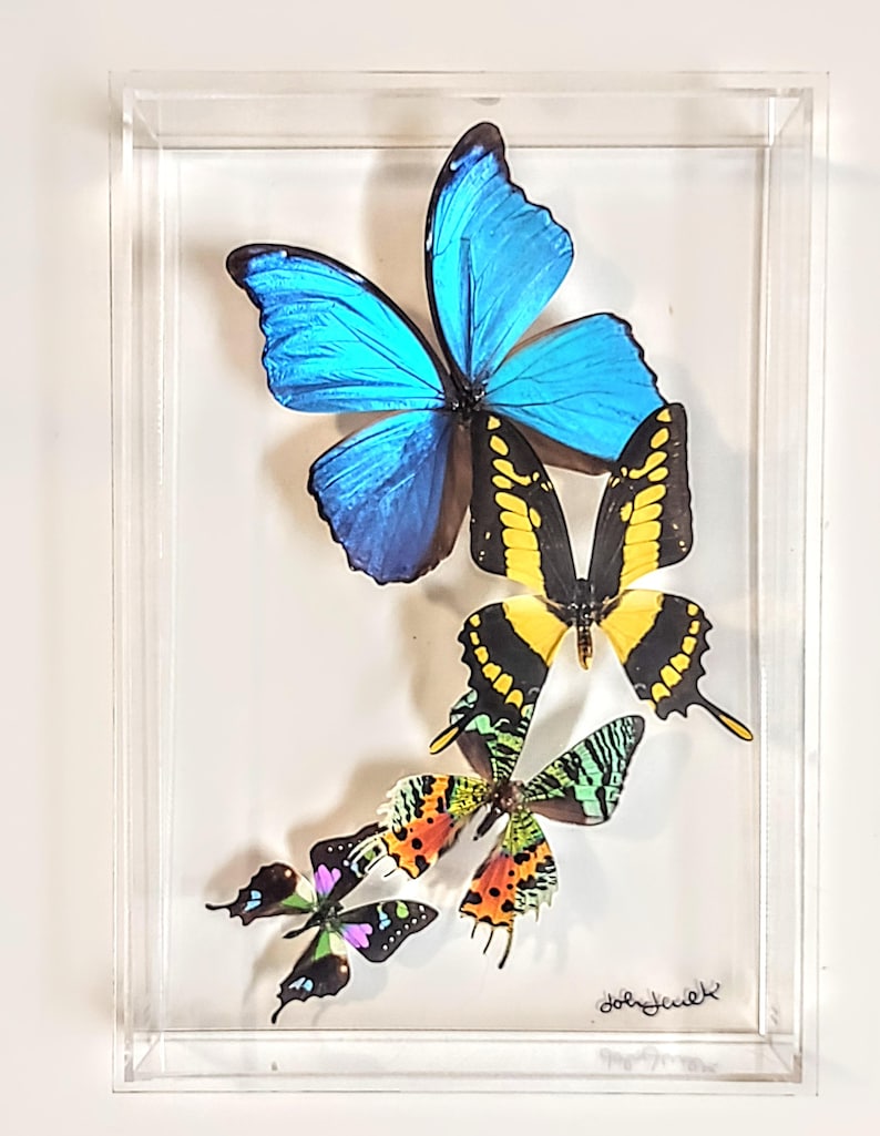 8x12" Butterfly Display, Framed Butterflies, Mounted Butterflies,real ...