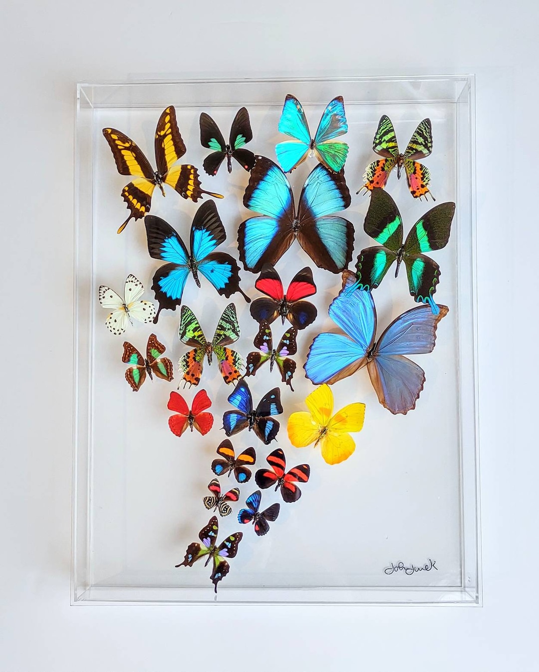 Butterfly Display, Framed Butterflies, Mounted Butterflies, Butterfly ...
