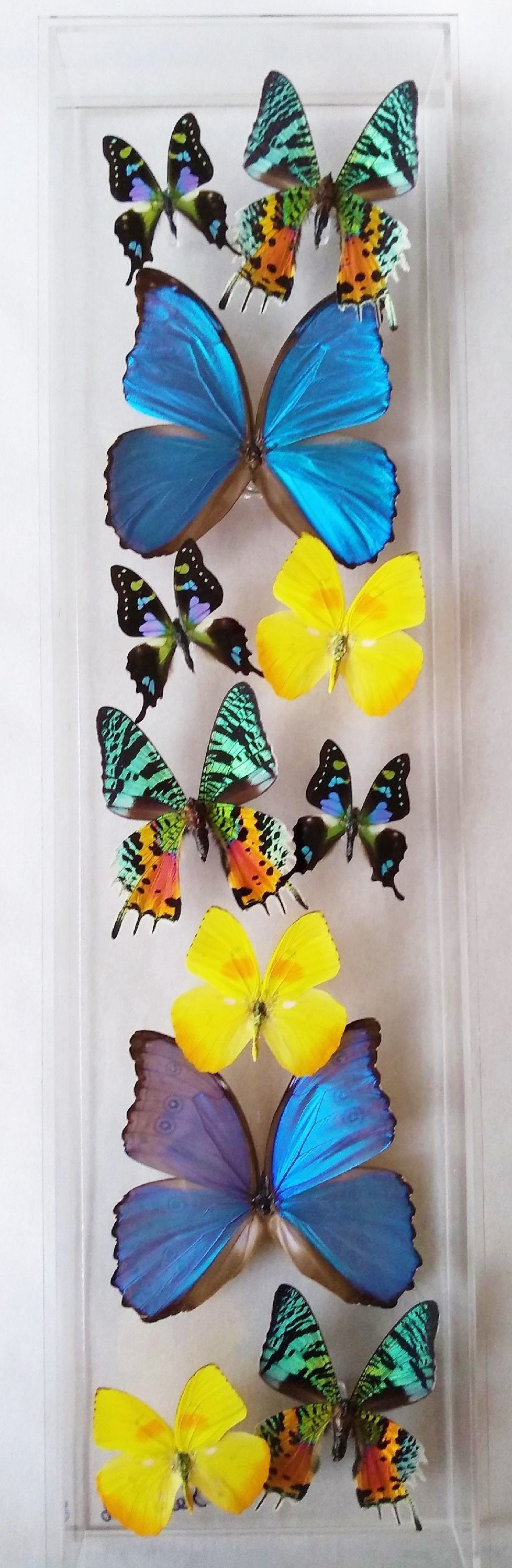 Butterfly Display Framed Butterflies Mounted Butterflies - Etsy