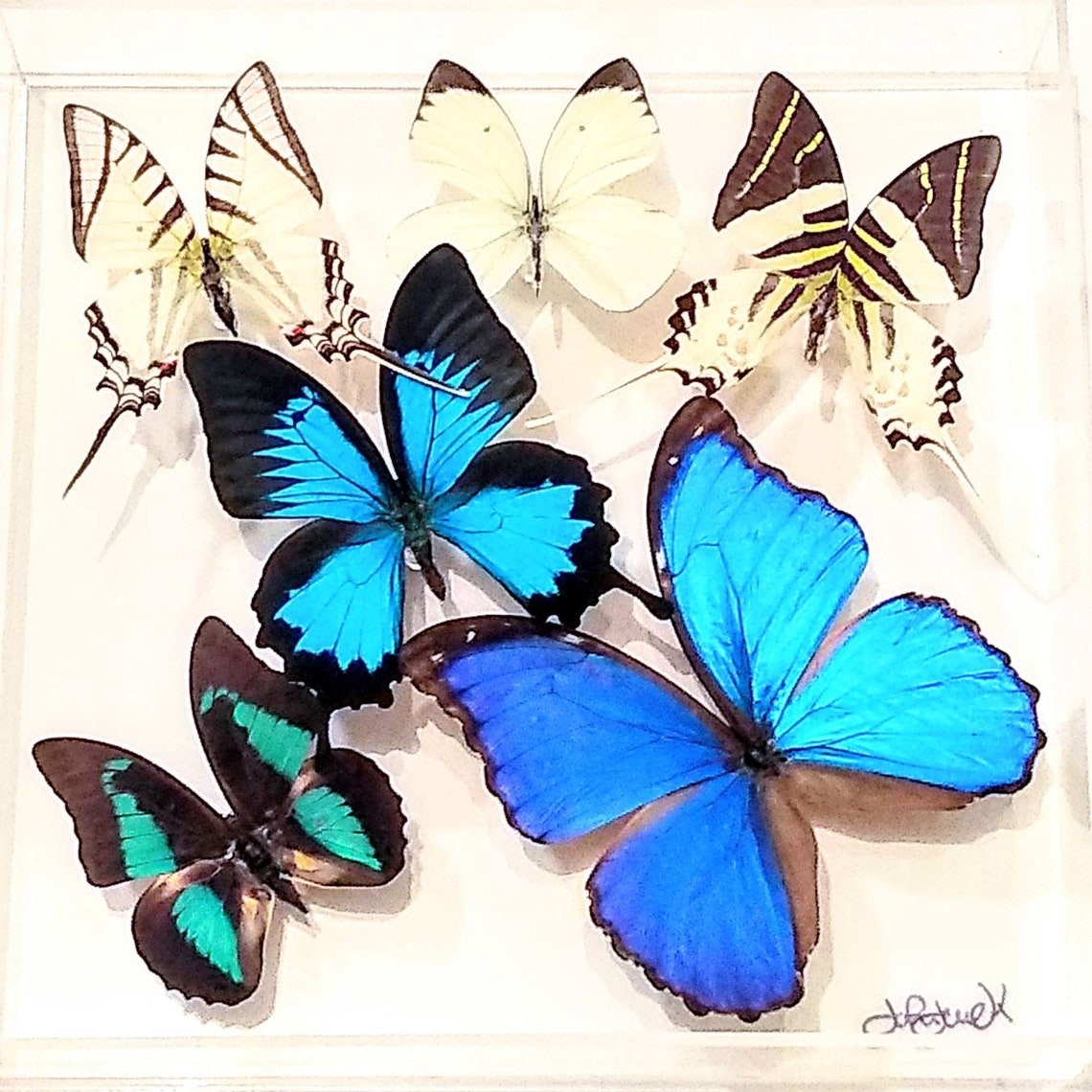 10x10 NEW Real Butterfly Display Real Butterflies Mounted - Etsy