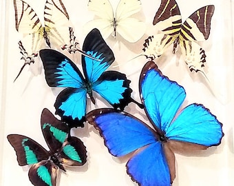 Butterfly Display, Framed Butterflies, Mounted Butterflies, Butterfly ...