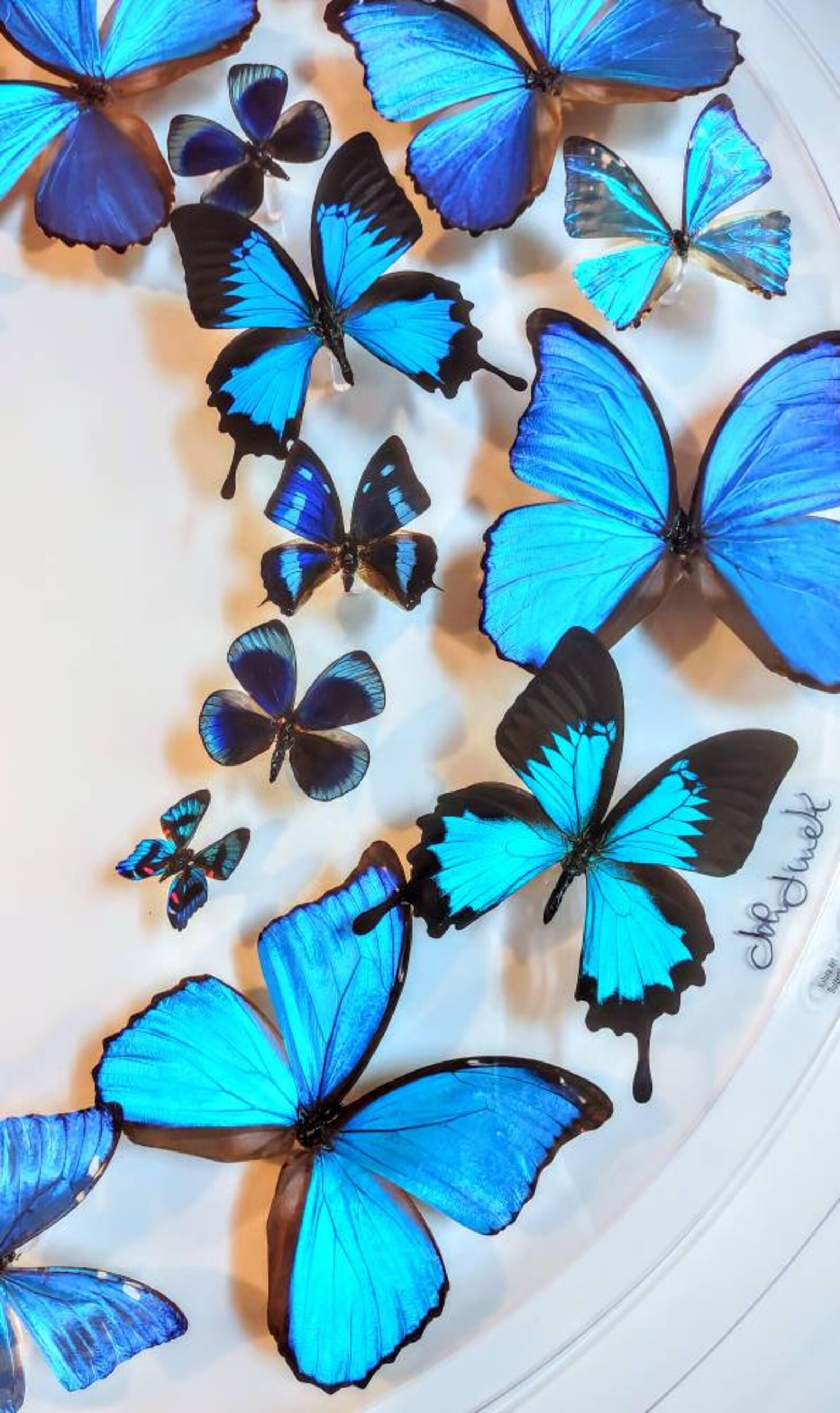 Butterfly Display Framed Butterflies Mounted Butterflies | Etsy