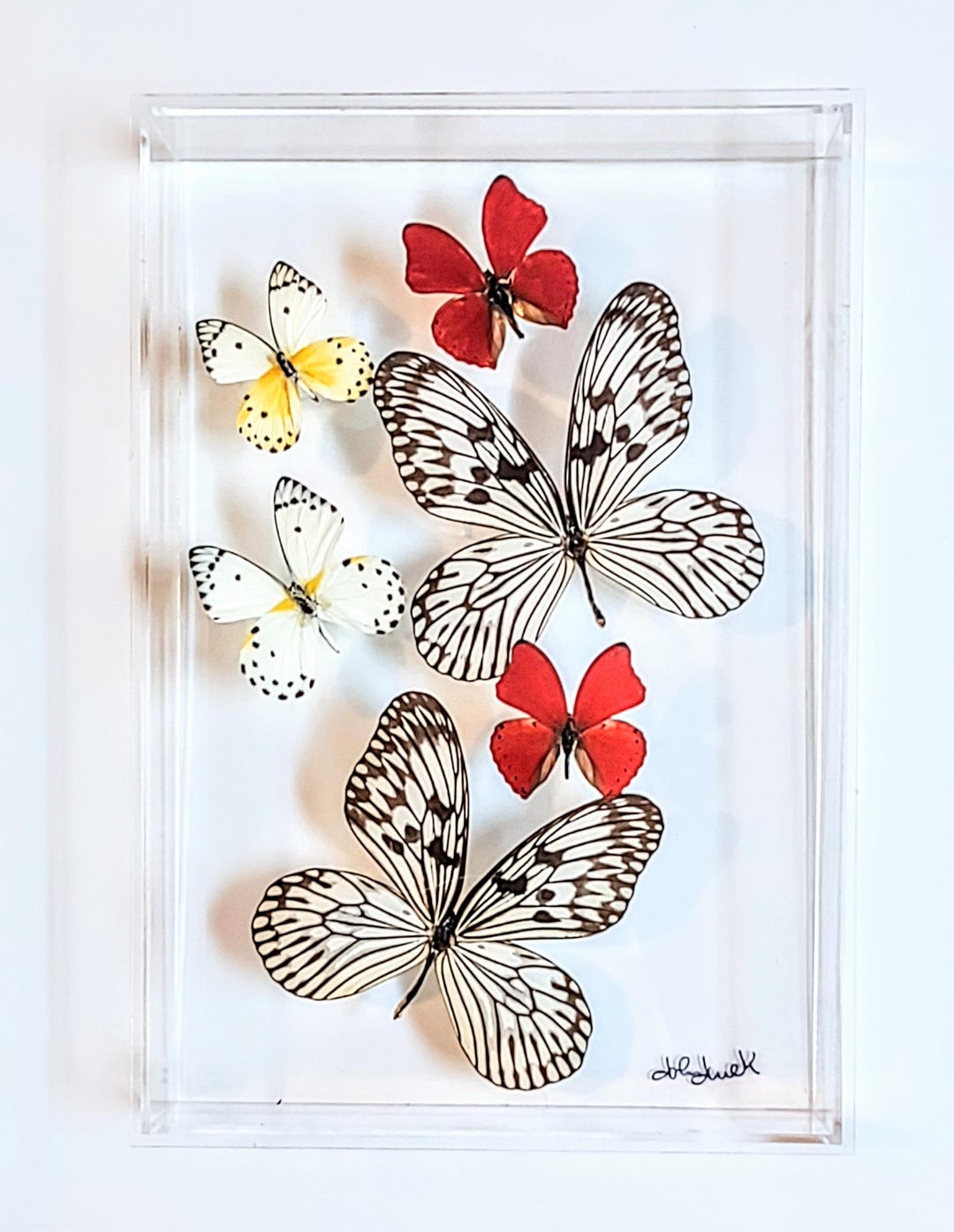 Butterfly Displays, Mounted Butterflies, Framed Butterflies , Butterfly ...