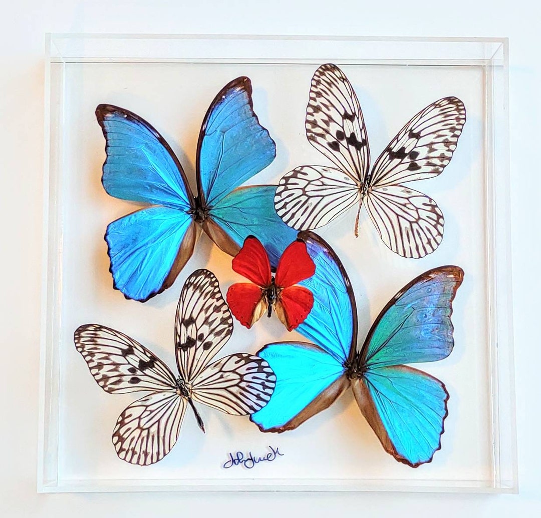 Butterfly Display, Framed Butterflies, Mounted Butterflies, Butterfly ...