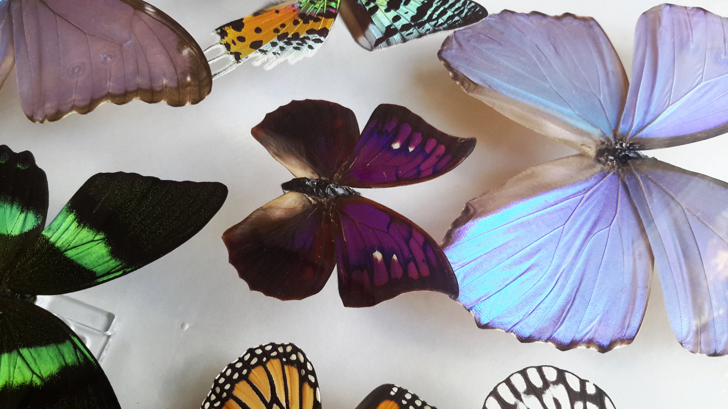 Butterfly Display Framed Butterflies Mounted Butterflies | Etsy