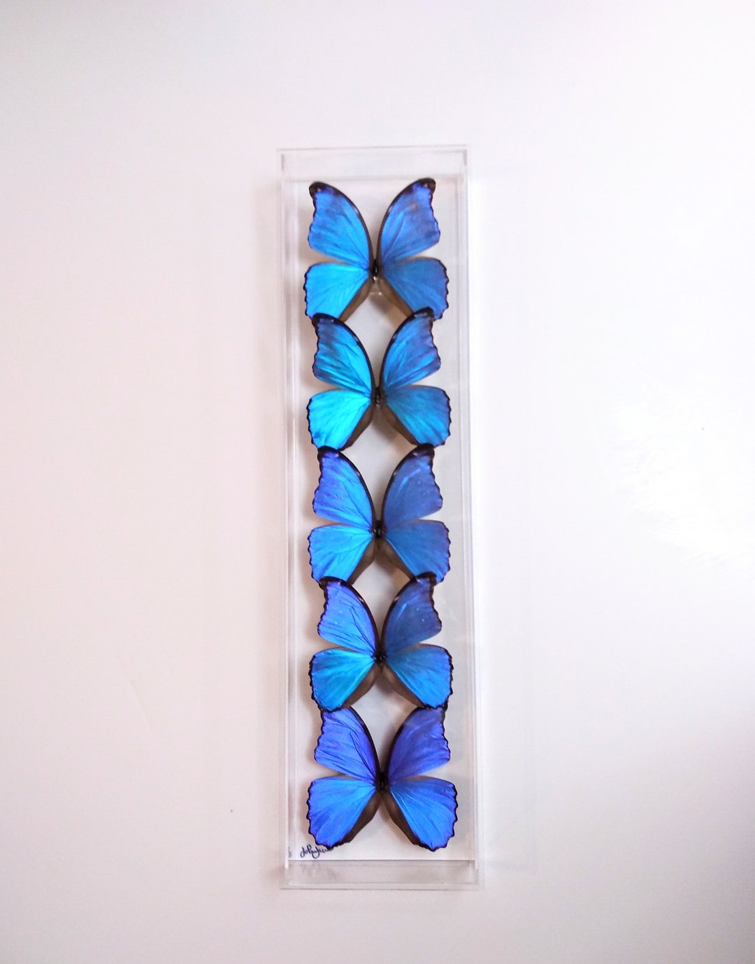 Butterfly Display, Framed Butterflies, Mounted Butterflies, Butterfly ...