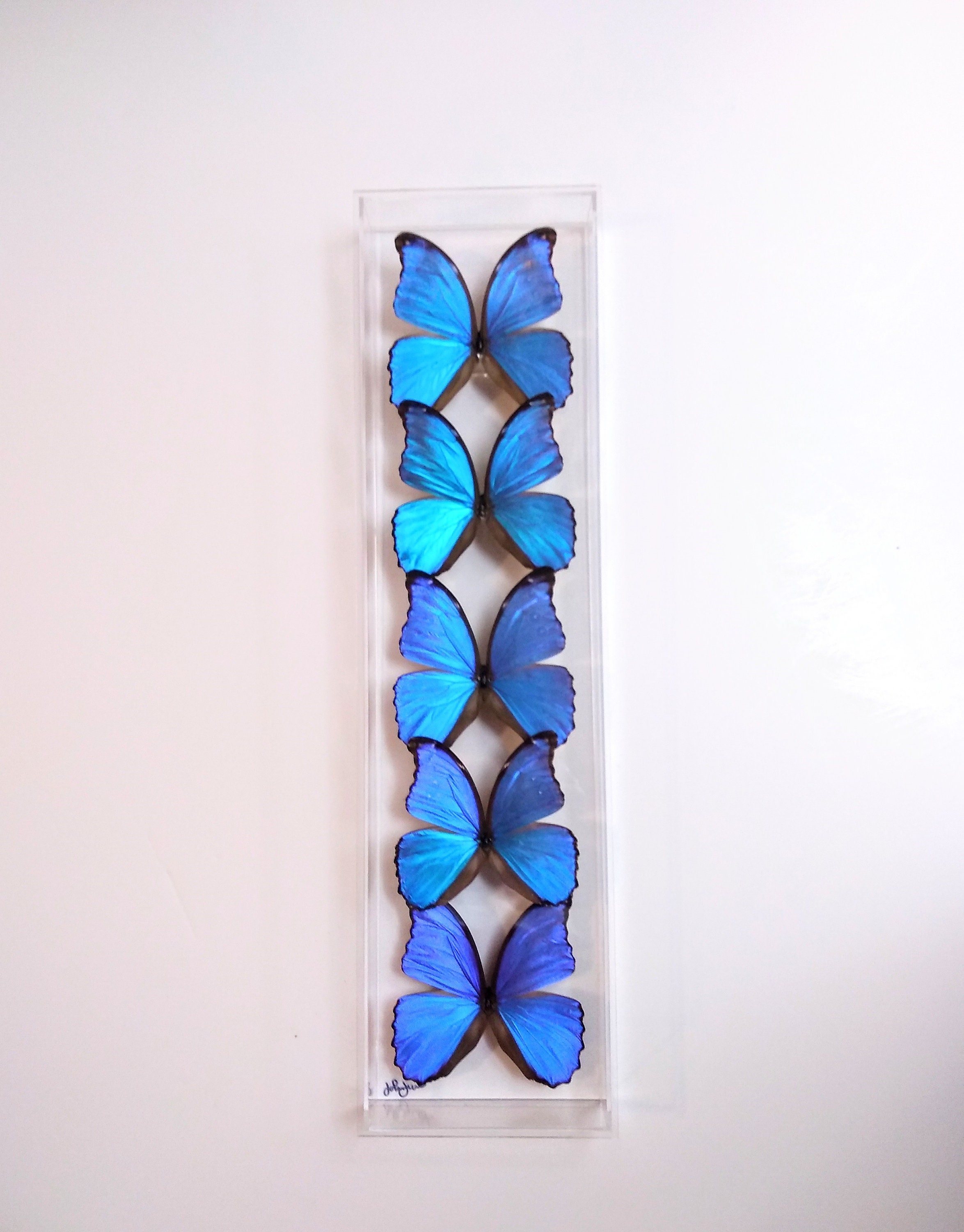 Butterfly Display, Framed Butterflies, Mounted Butterflies, Butterfly ...