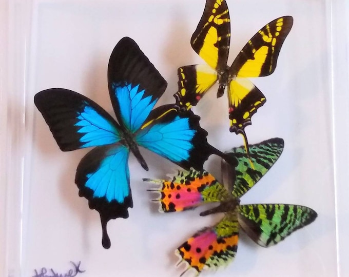 Butterfly Display, Framed Butterflies, Mounted Butterflies, Butterfly ...