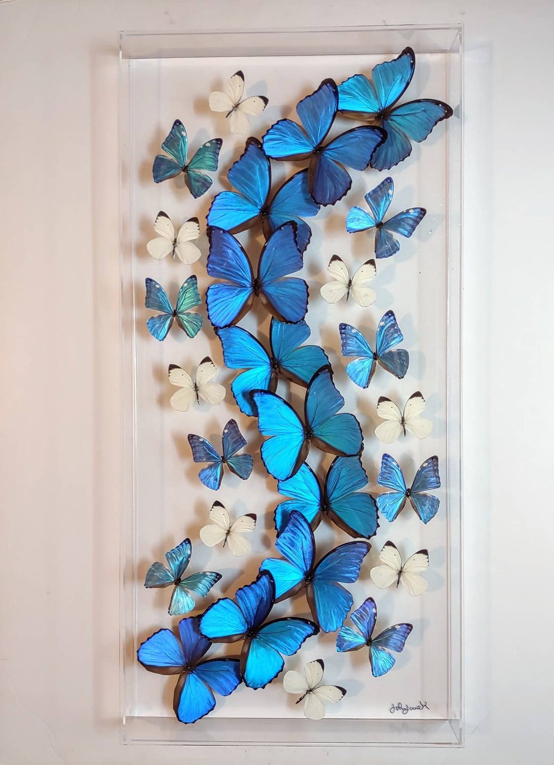 16x34 Mounted Butterflies, Real Butterfly, Butterfly Display, Framed ...
