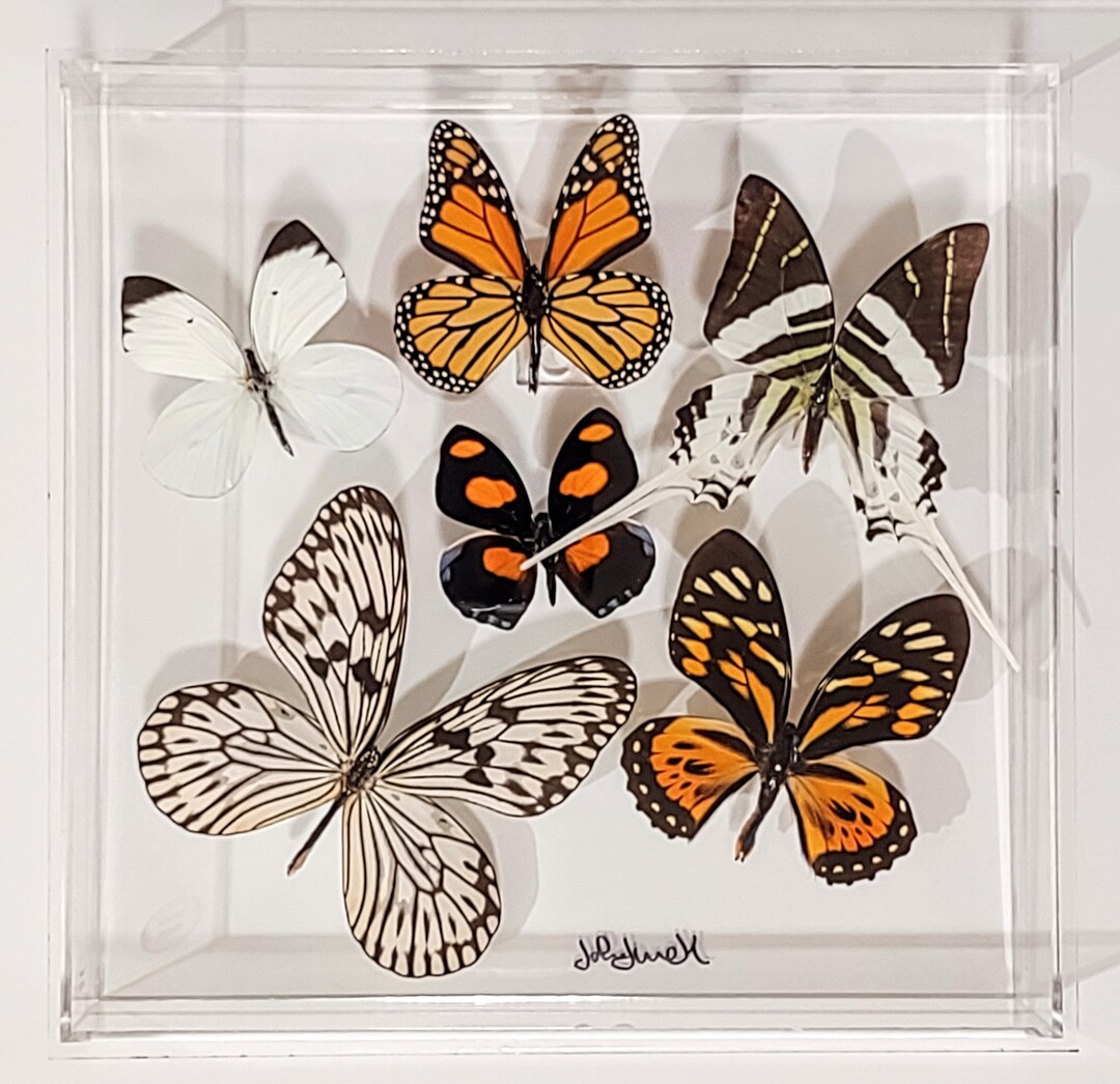 10x10 NEW!, Real Butterfly Display, Real Butterflies Mounted in an ...
