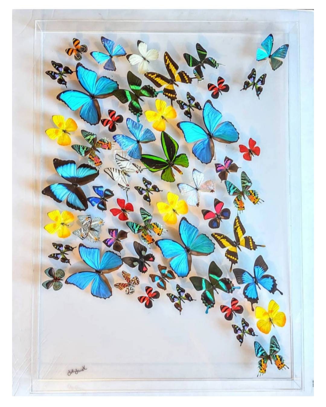 25x35 Mounted Butterflies, Real Butterfly, Butterfly Display, Framed ...