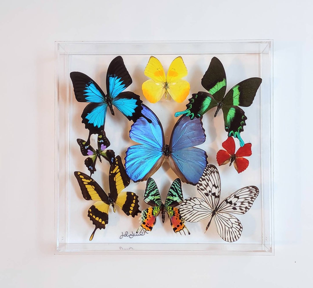 Butterfly Display, Framed Butterflies, Mounted Butterflies, Butterfly ...