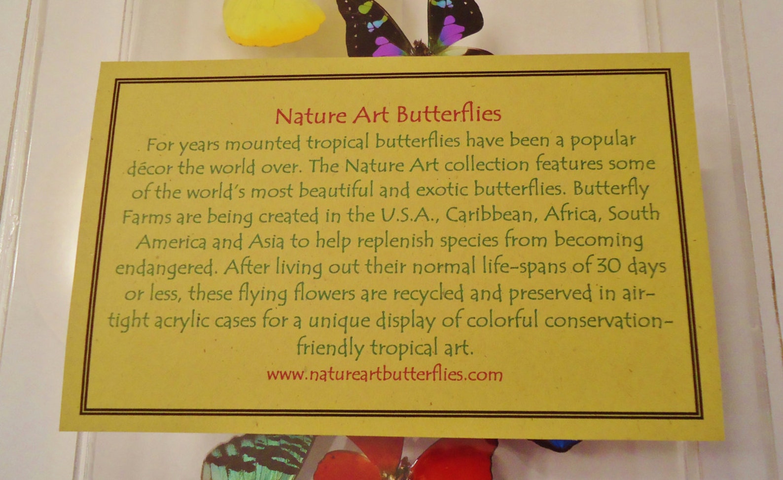 Butterfly Display, Framed Butterflies, Mounted Butterflies, Butterfly ...
