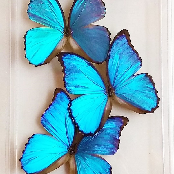 Butterfly Display - Etsy