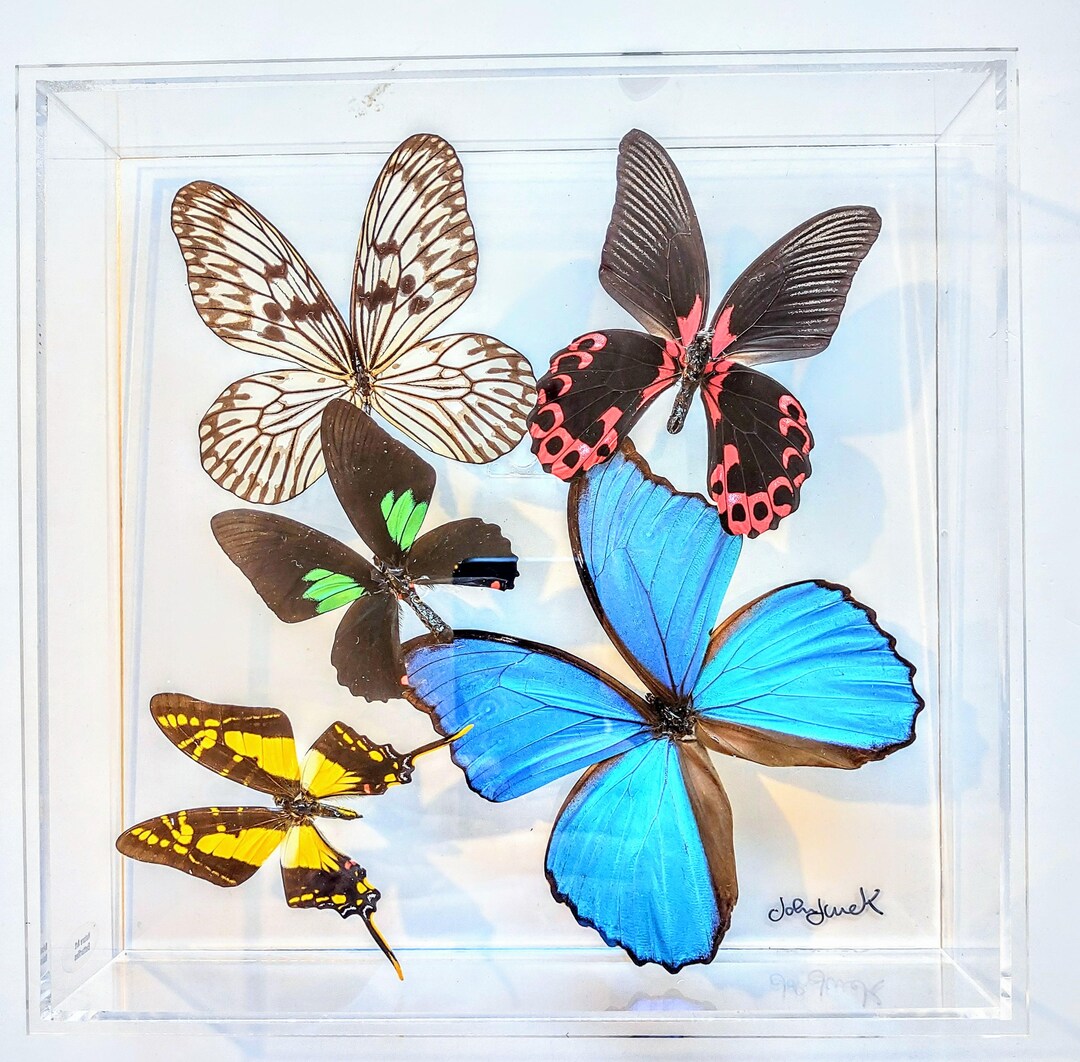 Butterfly Display, Framed Butterflies, Mounted Butterflies, Butterfly ...