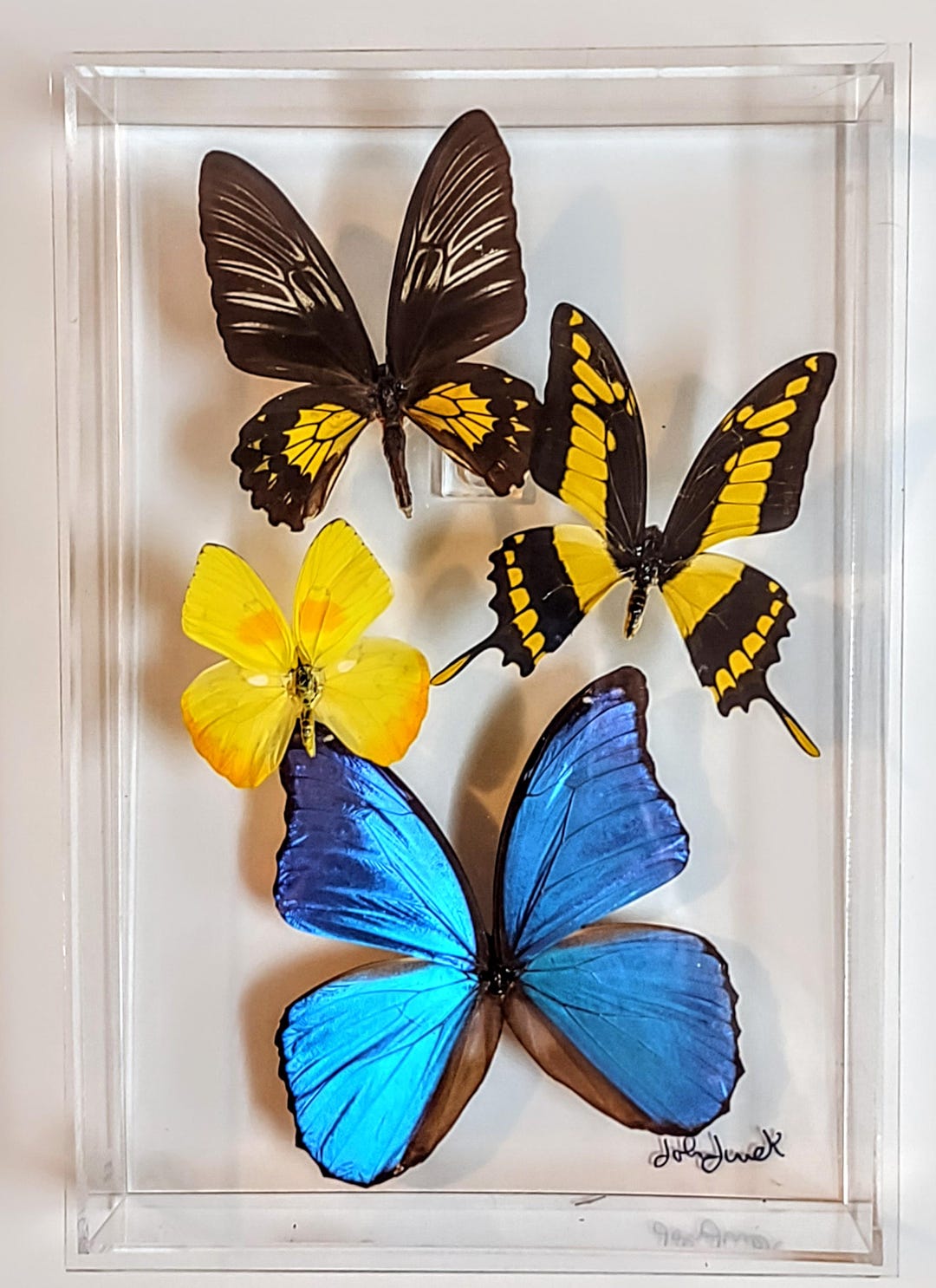 NEW 8x12" Butterfly Display, Framed Butterflies, Mounted Butterflies ...