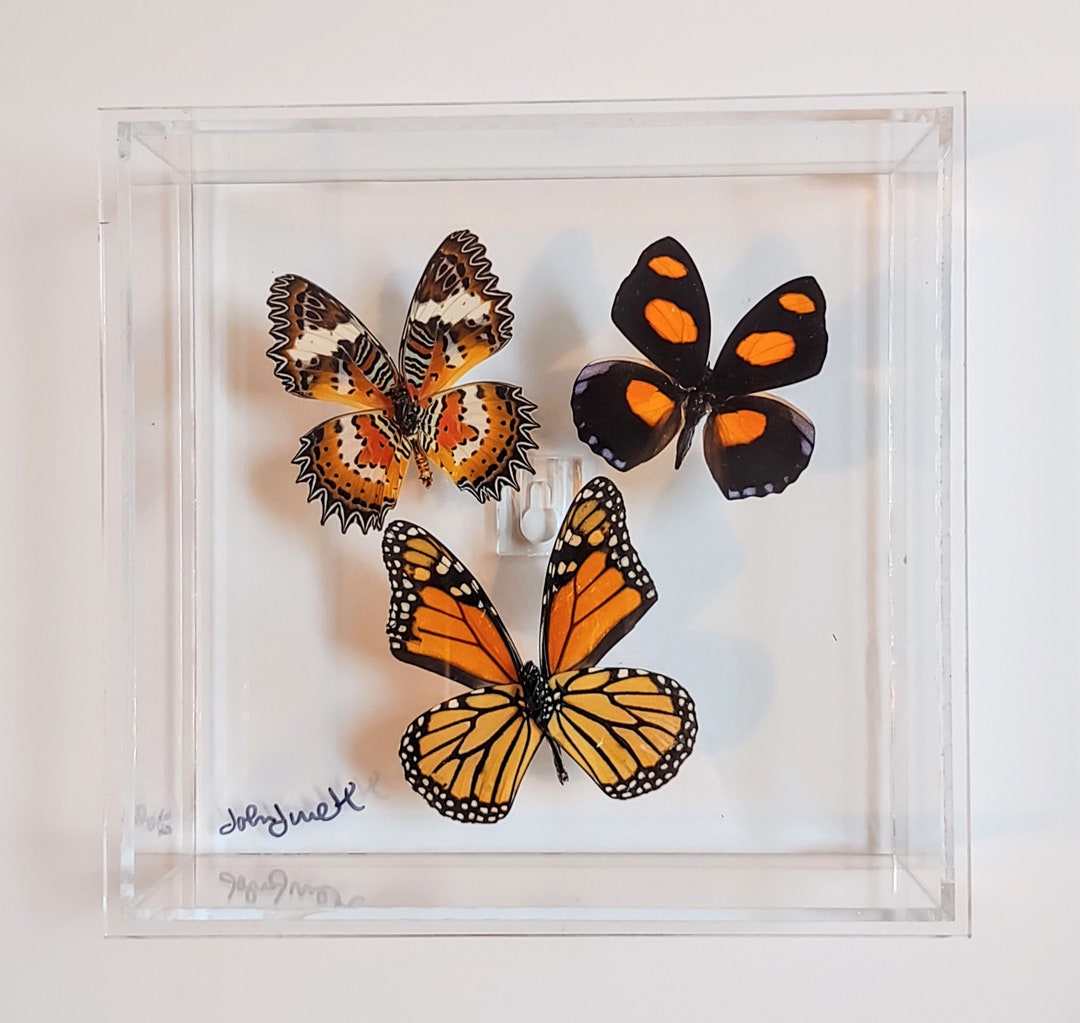 Real Butterflies Mounted in an Acrylic Display, Framed Butterflies ...
