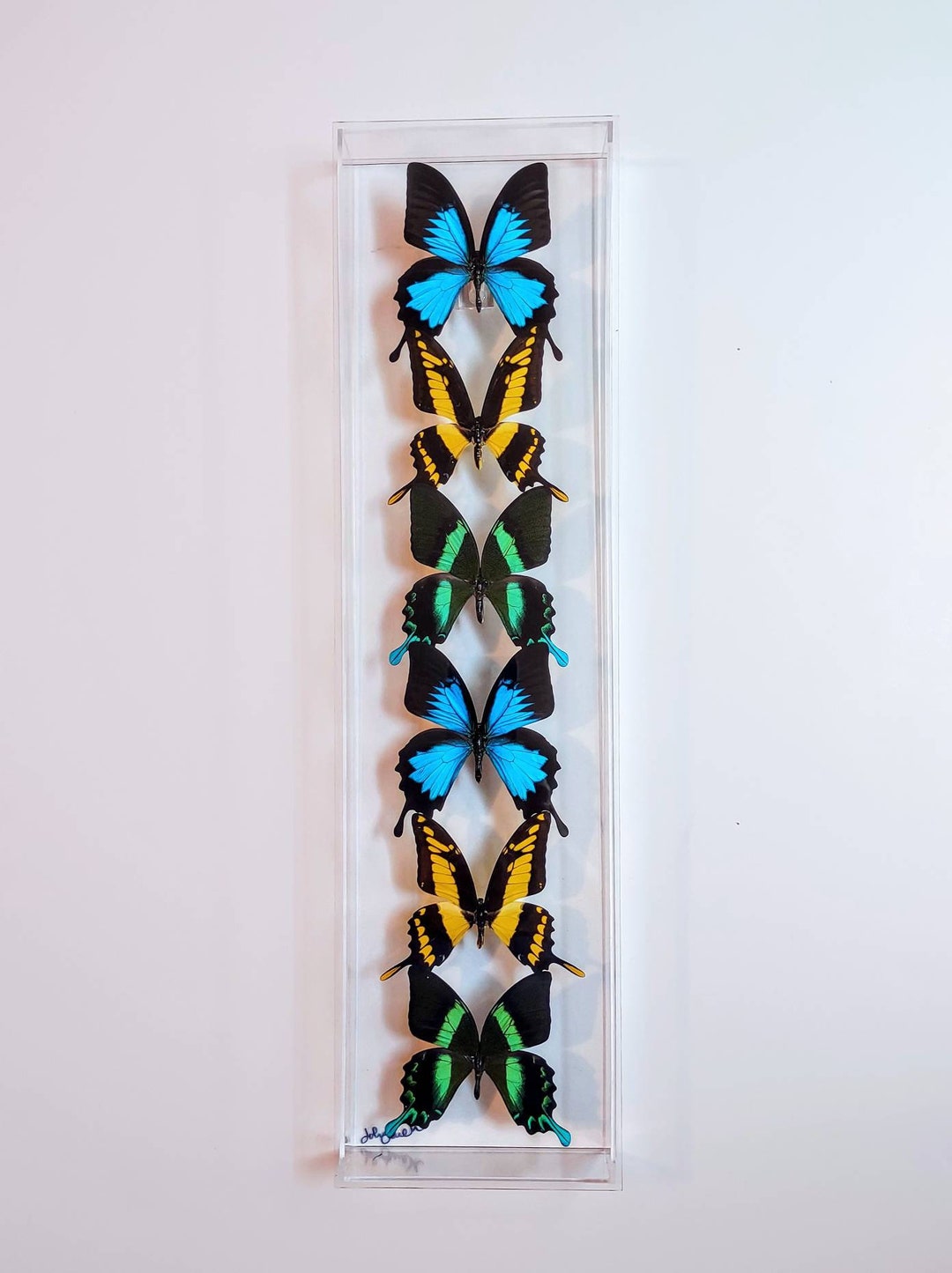 Butterfly Display, Framed Butterflies, Mounted Butterflies, Butterfly ...