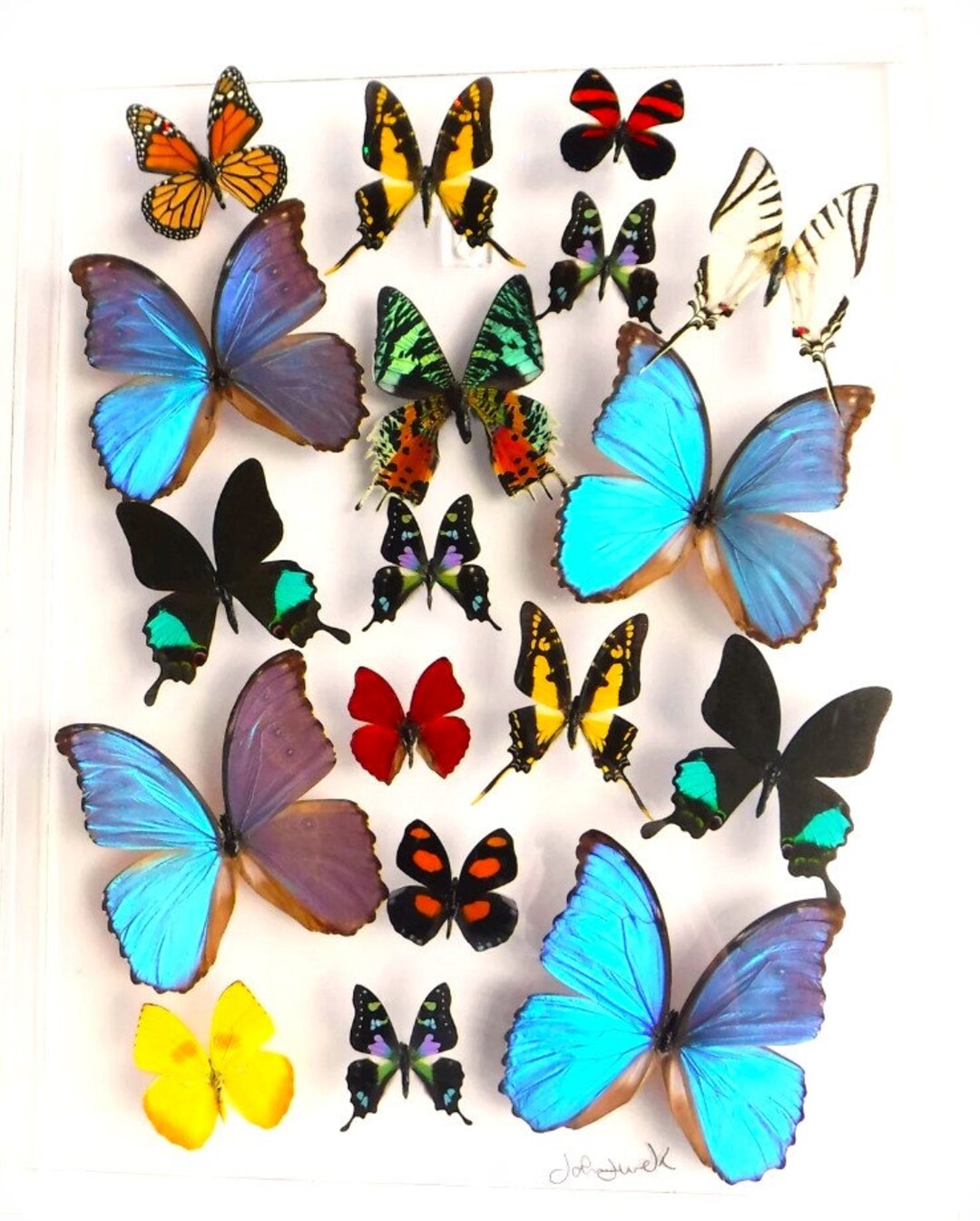 Butterfly Display, Framed Butterflies, Mounted Butterflies, Butterfly ...