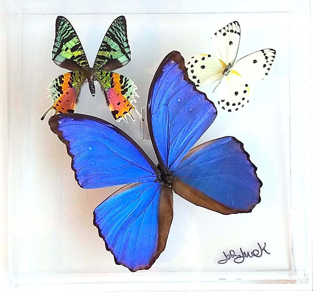 Butterfly Display, Framed Butterflies, Mounted Butterflies, Butterfly ...